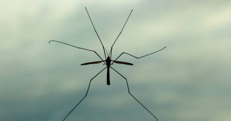 insect in your ear - Pulsatile Tinnitus